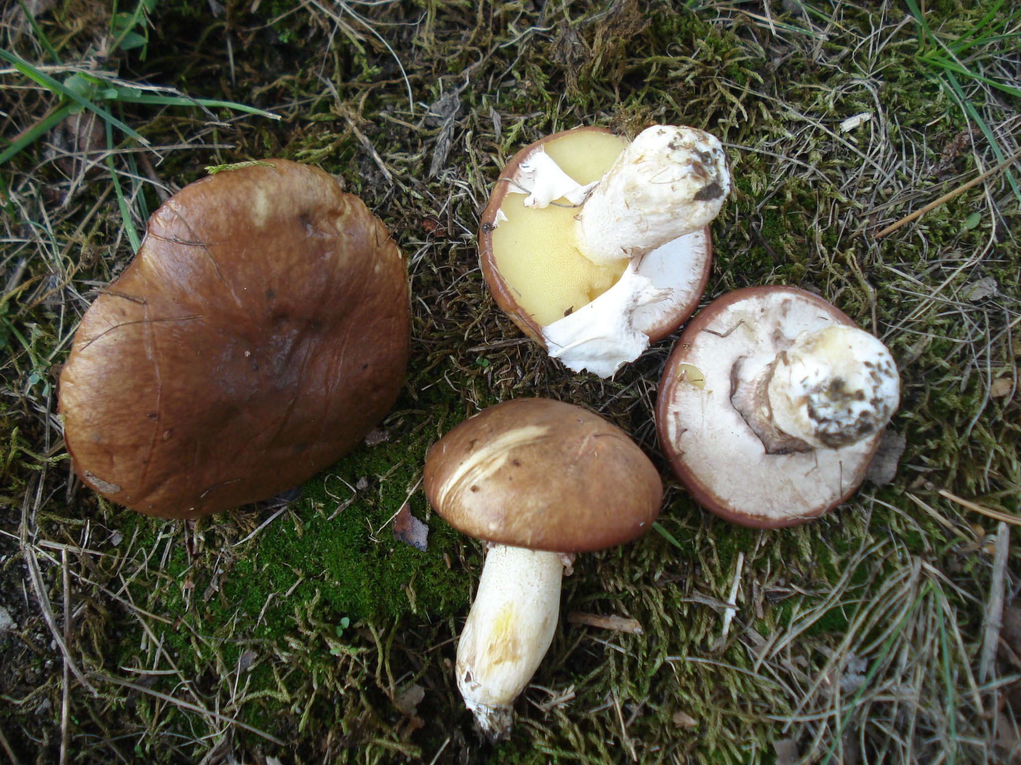 Brungul Slimrørhat stok og hat - Shroomi