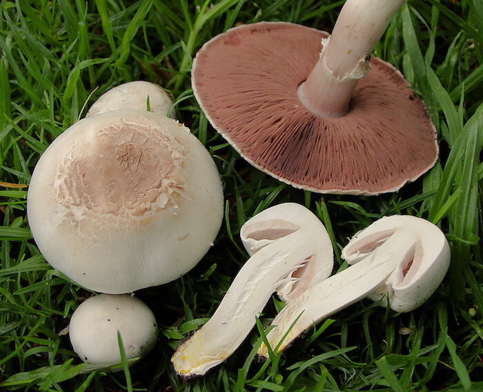 Karbol-Champignon - Shroomi