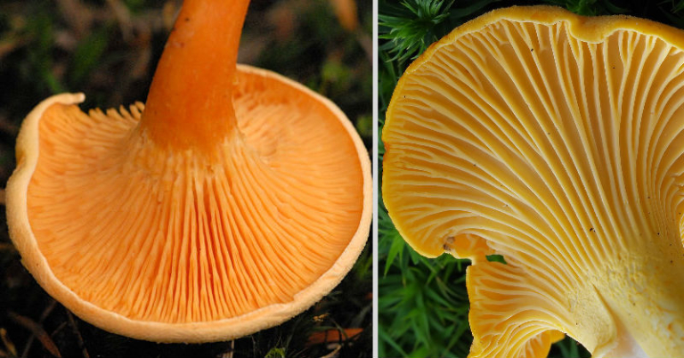 Almindelig Kantarel - Shroomi