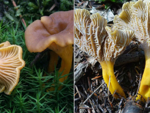 Gylden Kantarel - Shroomi