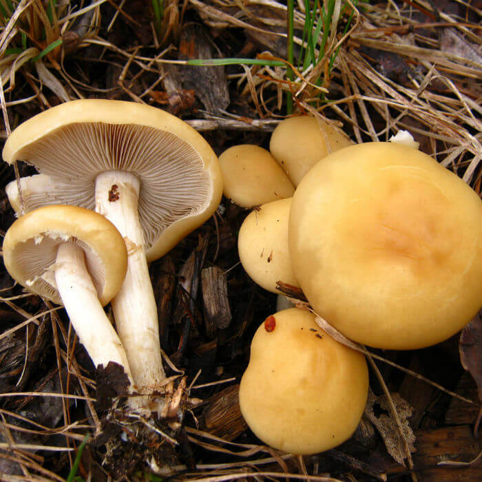 Tidlig Agerhat - Shroomi