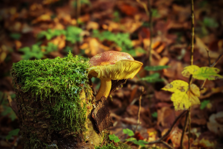 Svampe i september - Shroomi