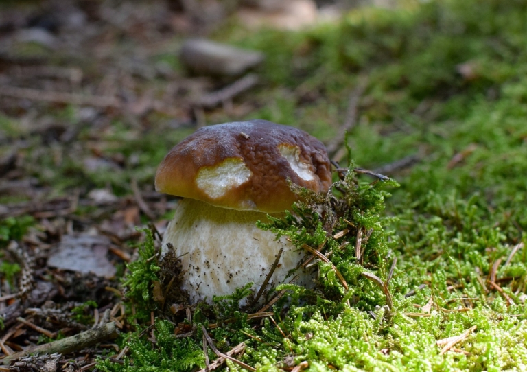 hvordan spreder svampe sig - Shroomi
