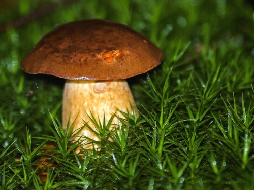 Orme i svampe - Shroomi