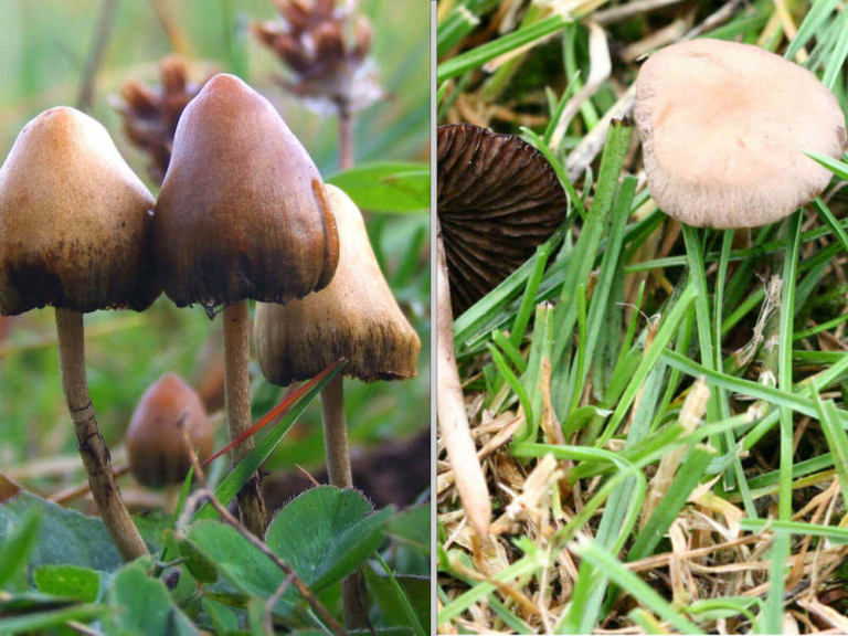 Spids Nøgenhat - Shroomi