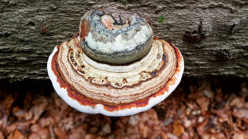 svampe i københavn - Shroomi