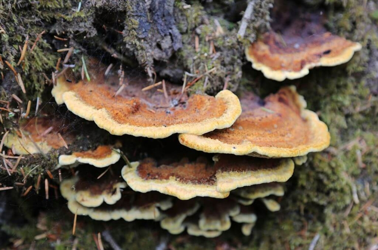 Brunporesvamp svampe - Shroomi