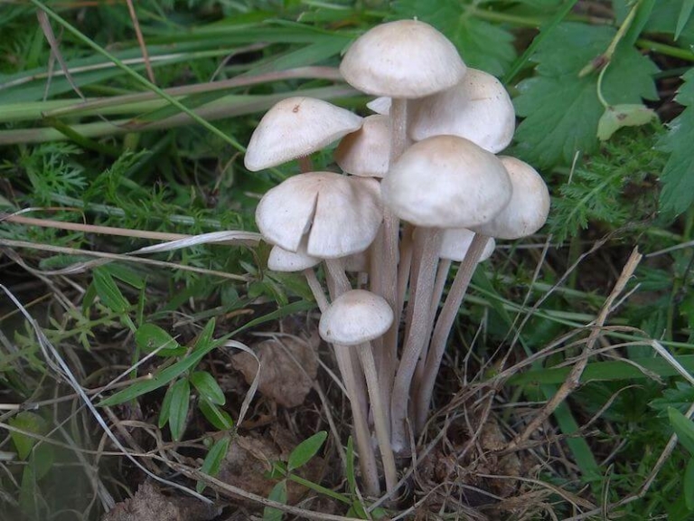 Knippe-Fladhat svampe - Shroomi