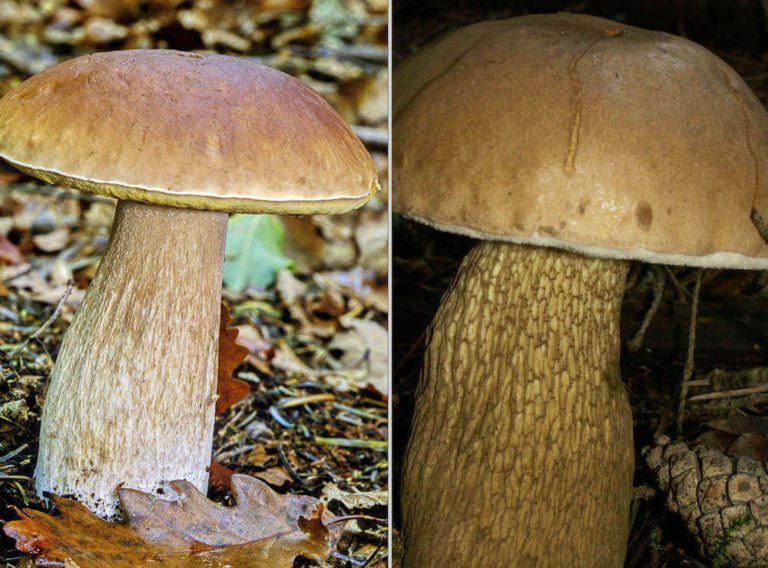 Karl Johan - Shroomi